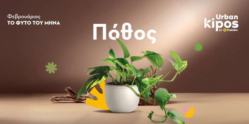 Φυτό του μήνα Φεβρουαρίου: Πόθος
